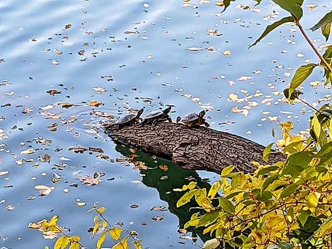 Local turtles have mastered the art of relaxation, sunbathing on logs like tiny zen masters teaching lessons in contentment.