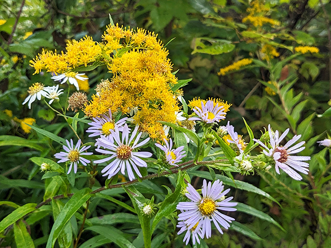 Vermont's wildflower meadows put on a show that makes Broadway productions seem understated. No ticket required for this performance.