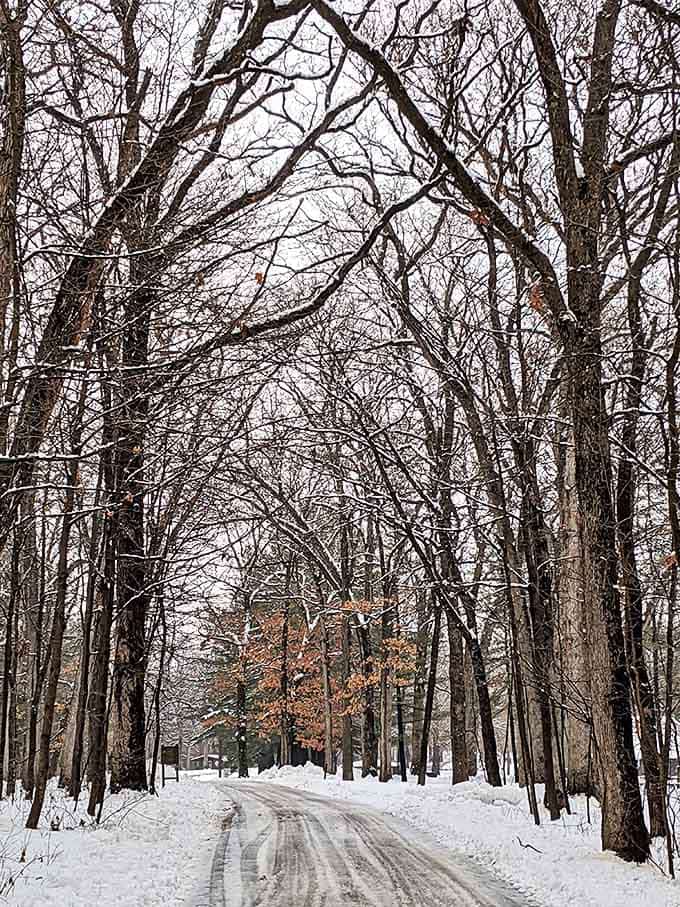 Winter's quiet magic blankets the forest road, where bare branches create nature's own architectural masterpiece against the snowy canvas.