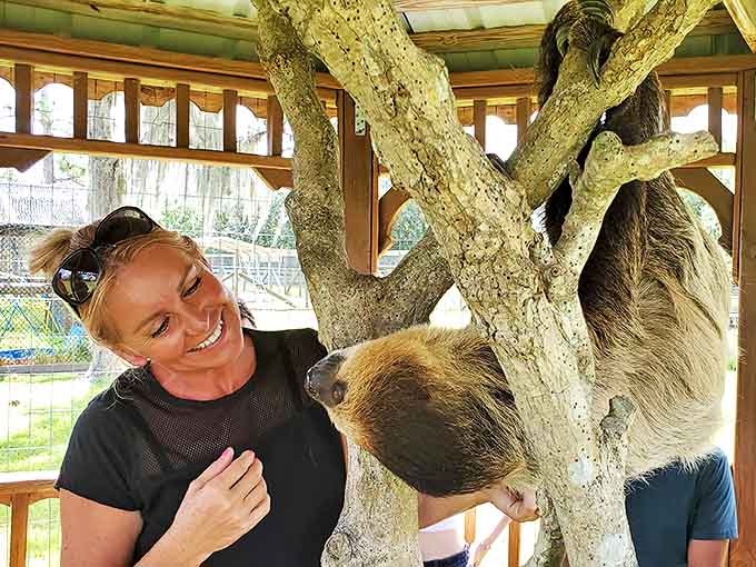 The slow-motion magic of meeting a sloth face-to-face brings smiles all around, a moment of zen in our rushed world.