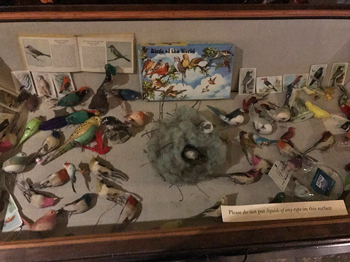 The museum's bird collection creates a colorful taxonomy of feathered friends, arranged not by scientific classification but by visual impact.