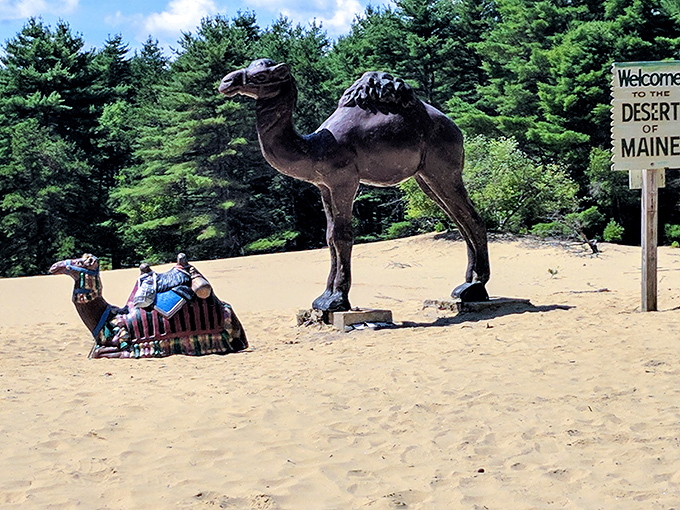 Two camel statues survey their unlikely Maine habitat, probably wondering how they ended up so far from their natural desert home.