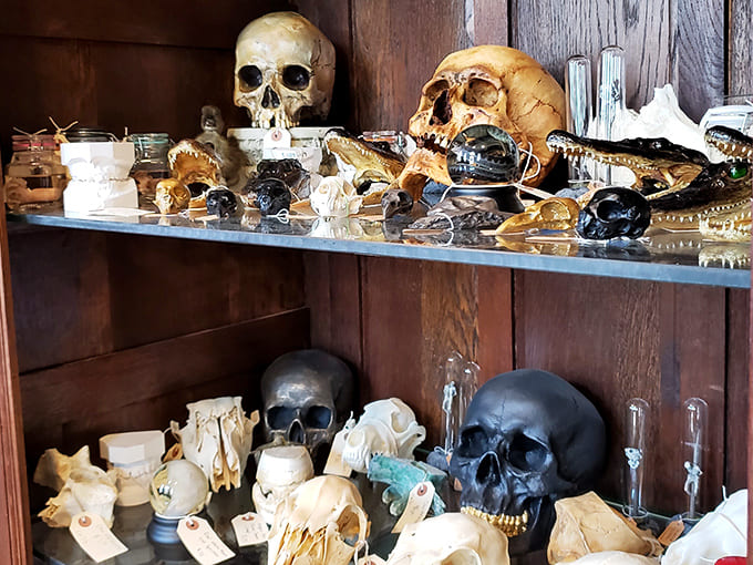 This collection transforms symbols of mortality into objects of contemplation and beauty, making memento mori surprisingly life-affirming.