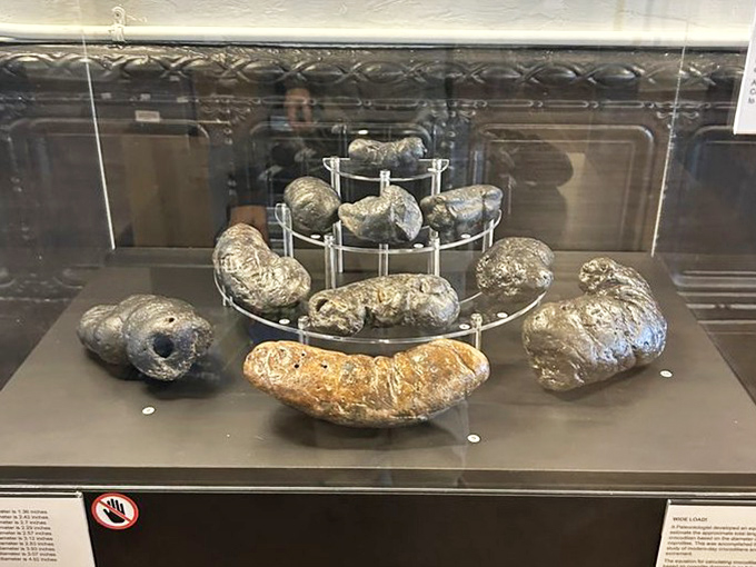 A carefully arranged display of various coprolites showcases nature's remarkable ability to preserve even the most ephemeral biological processes.