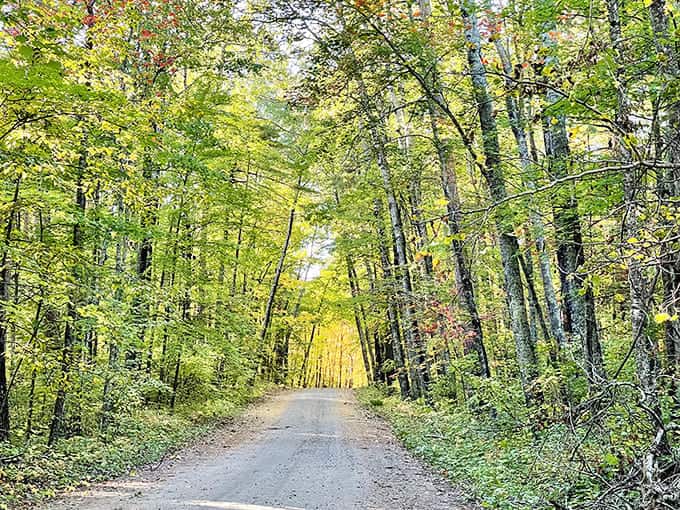 Autumn transforms this dirt road into a golden pathway, where dappled sunlight creates a natural light show worthy of any photographer's portfolio.