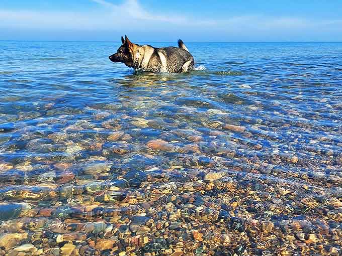 Crystal-clear waters reveal Lake Michigan's rocky bottom while a four-legged explorer demonstrates perfect dog-paddling technique.
