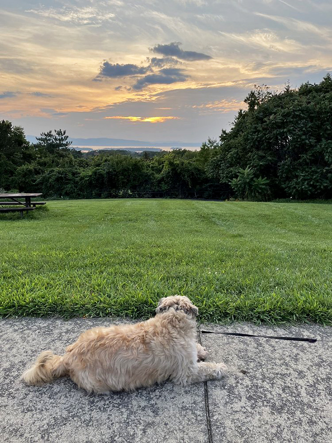 Even the dogs appreciate the view at Overlook Park, though they're probably more interested in the squirrels than the scenery.