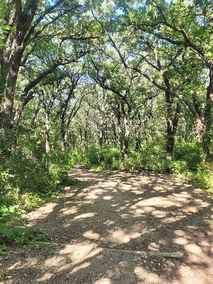 Dappled sunlight plays hide-and-seek on this forest trail, creating a natural light show that beats any Vegas spectacular.