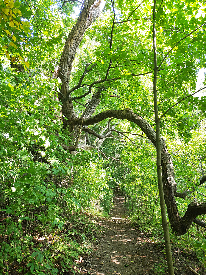 Forest trails on Knight Island wind through trees that look like they're auditioning for a role in a fairy tale, minus the talking animals.