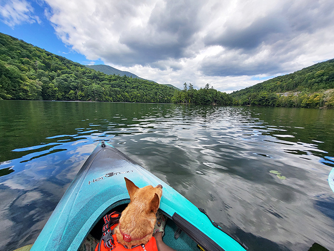 Kayaking bliss with furry co-captain! This adventurous pup seems just as mesmerized by the glassy waters as any human passenger.