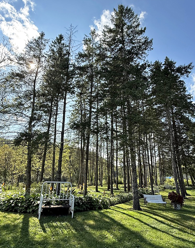 Towering sentinels of green stand guard over this secret garden, their branches reaching skyward like nature's cathedral.