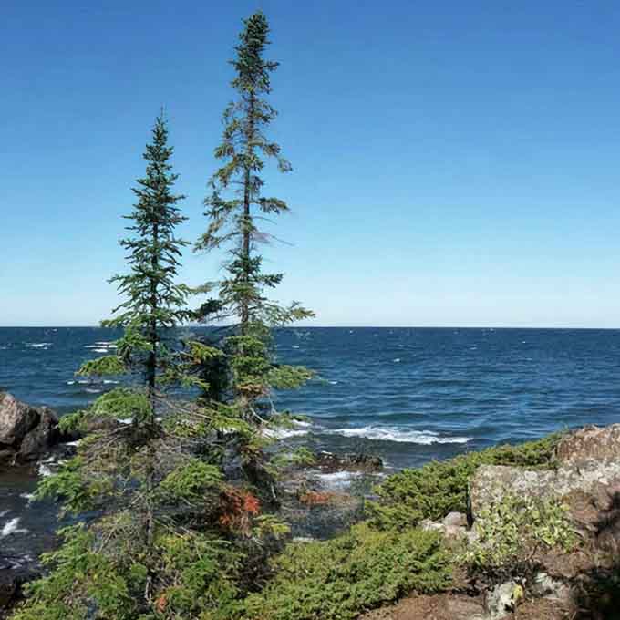 This shoreline offers moments of perfect tranquility, where spruce sentinels stand watch over waters that stretch to the horizon.