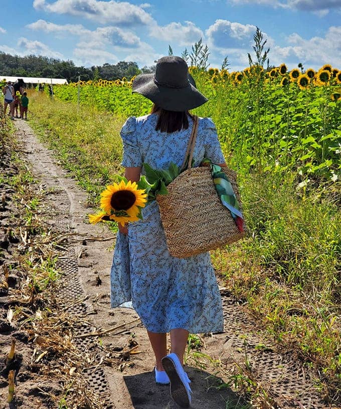 The quintessential sunflower field experience: wide-brimmed hat, woven basket, and paths that beckon you deeper into the golden maze.