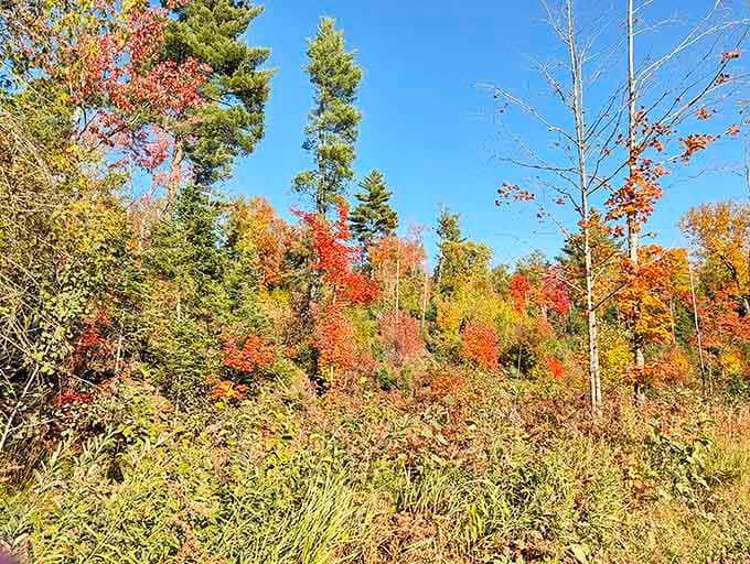 Fall paints the forest in impossible colors, transforming ordinary trees into a masterpiece that would make even the most talented artist jealous.