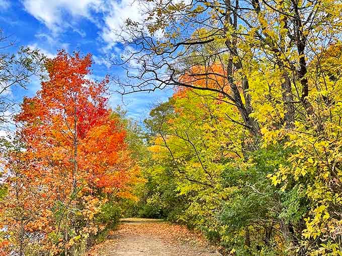 Autumn transforms the trails into tunnels of gold and crimson that rival any fall foliage destination in the country.
