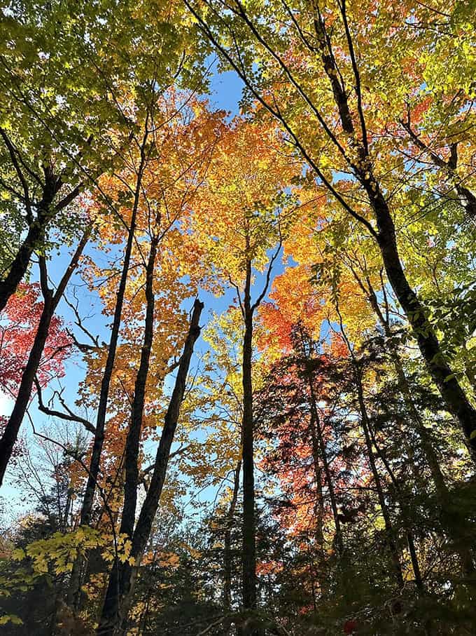 Autumn transforms the forest canopy into a kaleidoscope of color that makes you understand why people write poetry about fall in Michigan.