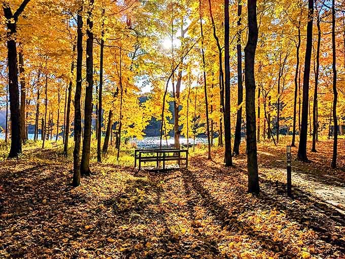 Fall at Walnut Point looks like someone spilled a box of crayons across the forest, and honestly, we're not mad about it at all.