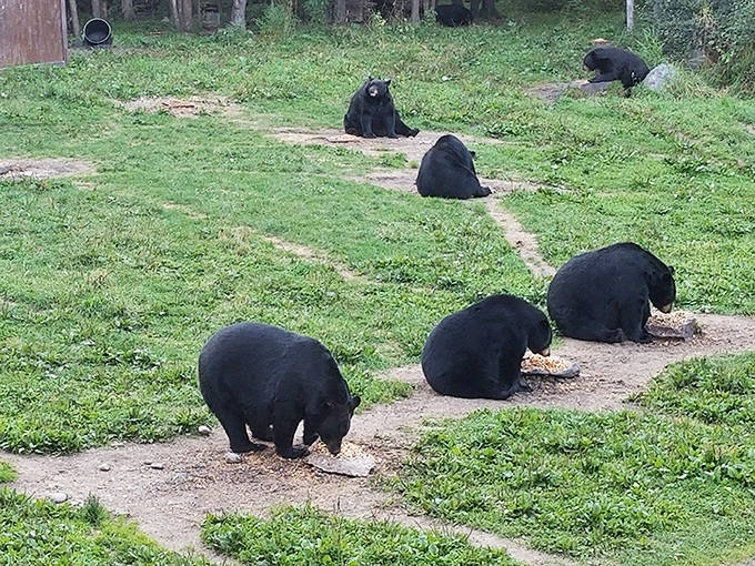 Dinner is served! The bears follow invisible pathways to their feeding spots, a ritual repeated throughout generations.