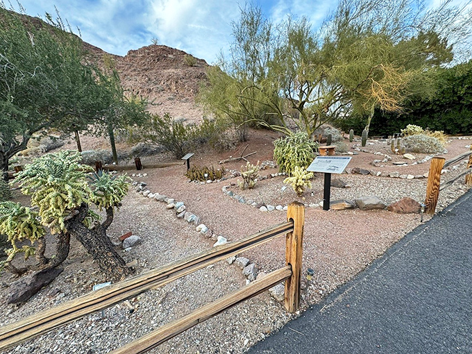 Desert gardens showcase the resilient beauty of native plants, proving that even in harsh conditions, life finds a way.