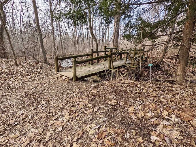 A rustic wooden bridge invites exploration into the wilder sections of the garden's diverse ecosystems.