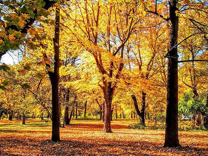 Fall transforms Camden into nature's art gallery, where trees compete to display the most vibrant golden hues.