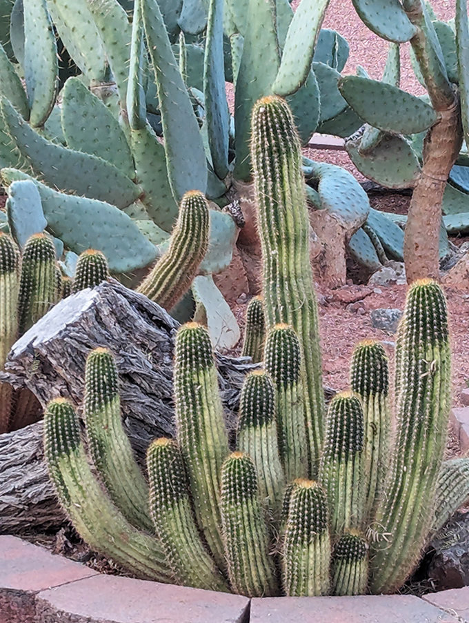 These cacti look like they're having a family reunion, showing off their prickly personalities against the distinctive desert soil.