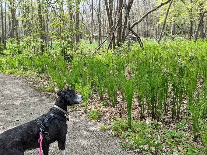 Even four-legged visitors appreciate the natural beauty here, though they're probably more interested in the interesting smells than the scenic views.