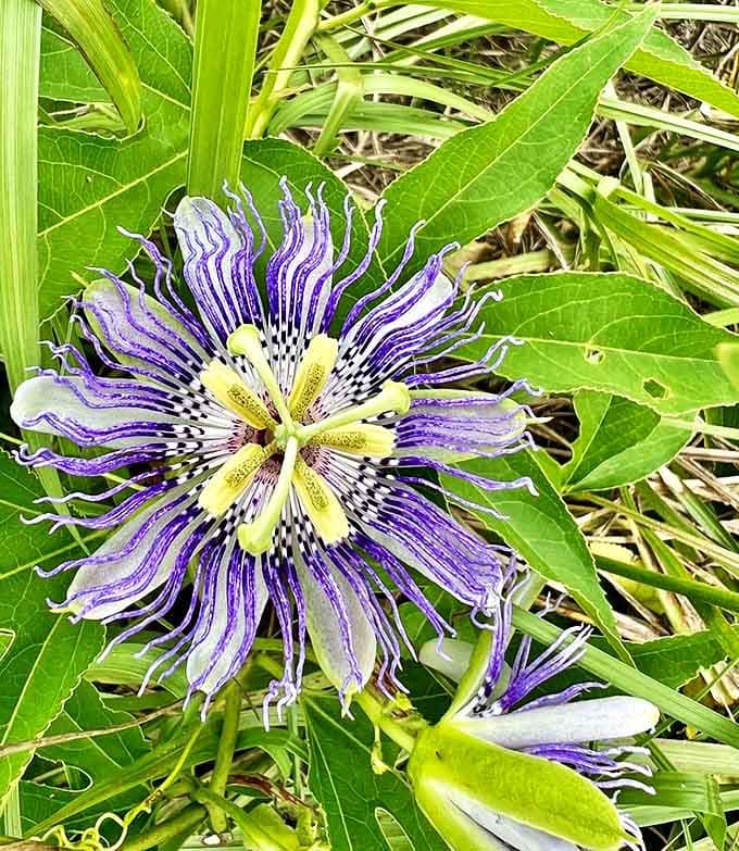 Purple passion in bloom &ndash; Florida's native wildflowers put on displays so vibrant they seem almost otherworldly against the green backdrop.