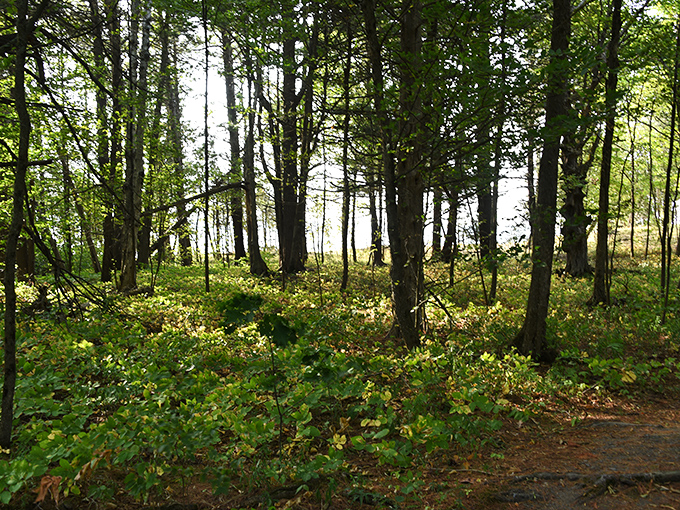 Sunlight filters through the forest canopy, creating a natural stained-glass effect that changes by the minute.
