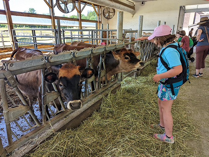 Visitors connect with Jersey cows during feeding time, creating moments of cross-species understanding that city life rarely offers.