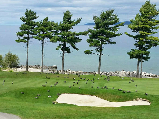 Nature's perfect golf hazard &ndash; local waterfowl claiming prime real estate on manicured greens with views that distract even the most focused players.