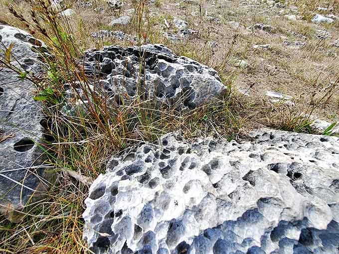 Nature's Swiss cheese: these pockmarked limestone formations tell geological stories spanning thousands of years in their pitted surfaces.