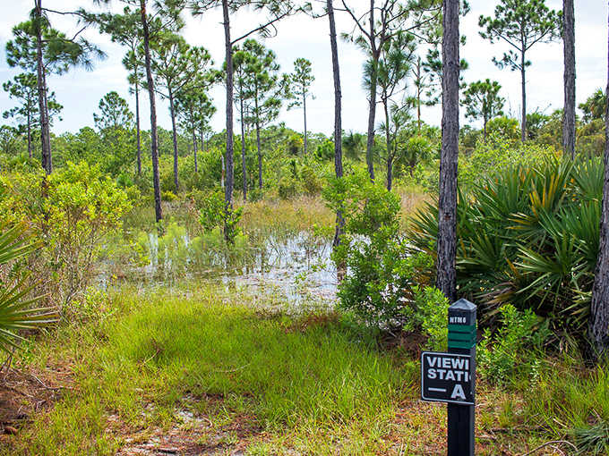 Haney Creek Park showcases Florida's wild side, where cypress knees rise from reflective waters and wildlife thrives undisturbed.