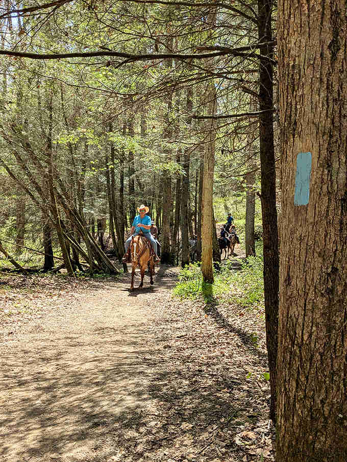 Equestrians enjoy the trail network surrounding Chapel Cave, where well-maintained bridle paths wind through Hocking Hills' scenic woodlands.