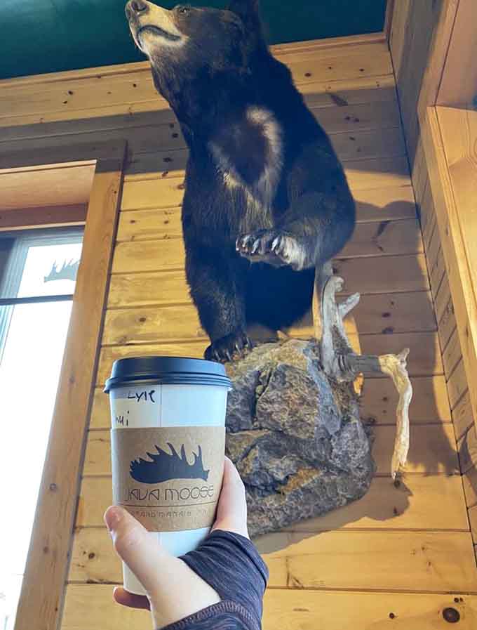 That mounted bear has seen countless coffee orders come through, silently approving each perfectly crafted beverage with stoic woodland wisdom.