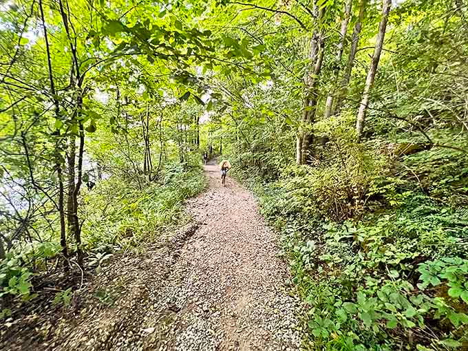 A serene trail winding through the woods &ndash; perfect for contemplating life or escaping that relative who won't stop talking politics.