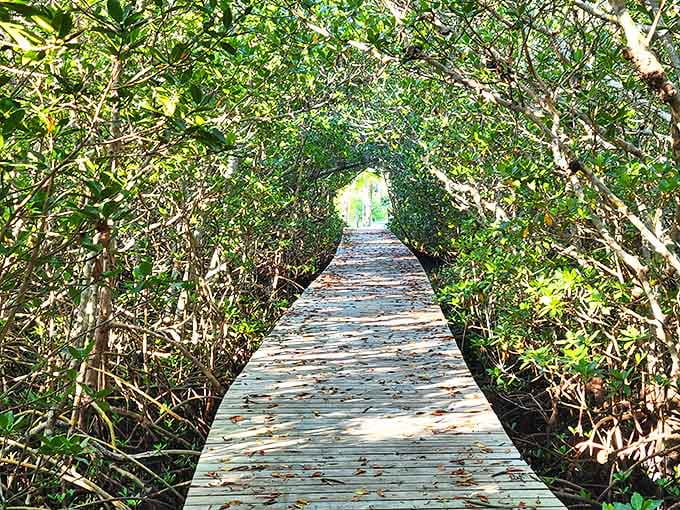 Nature's cathedral where mangroves create a living archway. The kind of place that makes you whisper automatically.