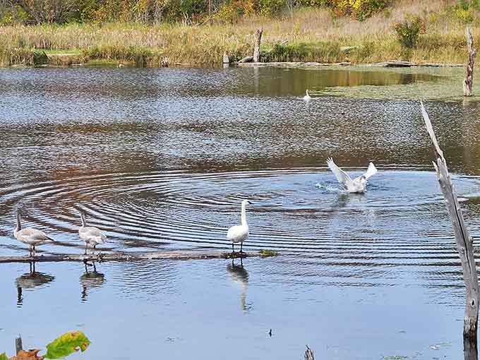Swan lake, Minnesota style! These elegant birds add a touch of ballet to Maplewood's already picture-perfect water scenes.