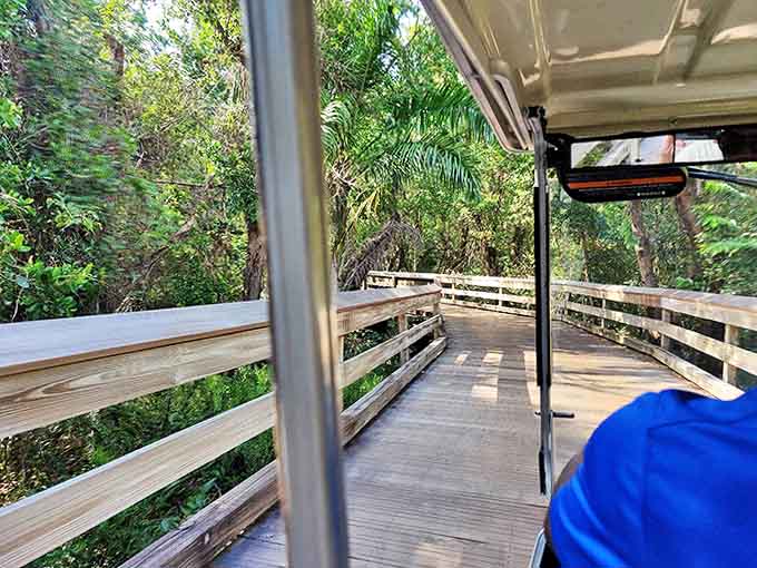 From inside the tram, the passing scenery becomes a living slideshow of Florida's wild side &ndash; no PowerPoint required.