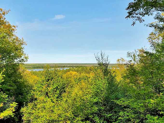 A verdant canopy stretches toward the horizon &ndash; proof that Minnesota knows how to do "lush" better than anyone.