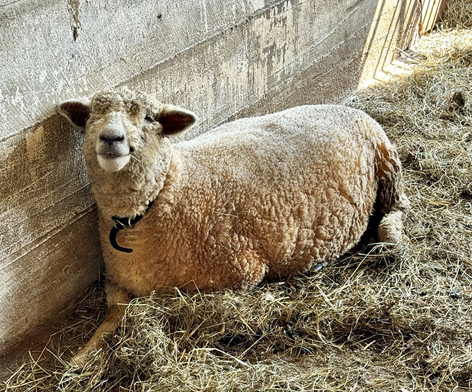 This woolly philosopher seems to be contemplating life's deeper questions from its straw-lined sanctuary. The sheep's expression says, "I've seen things, man."