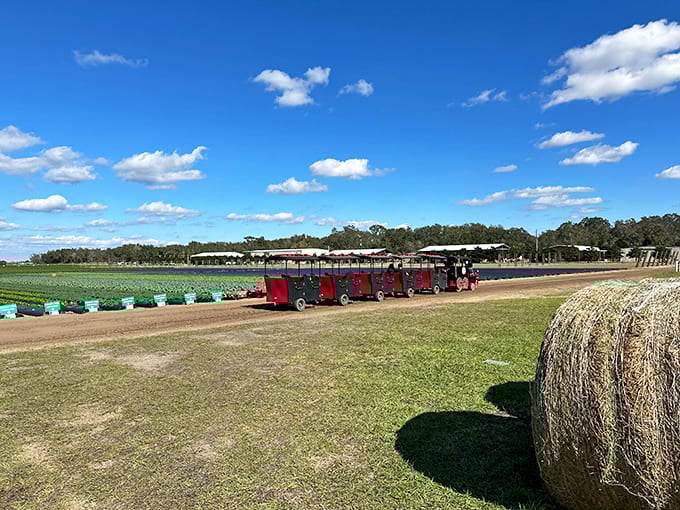 The farm's tram shuttles visitors between picking fields, saving your steps for what really matters: finding the biggest blueberries.