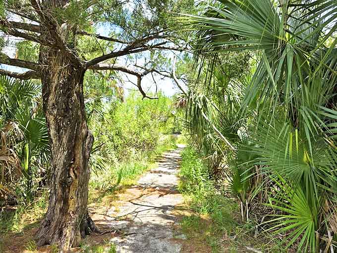 Dappled sunlight filters through the canopy along this inviting trail. Nature's air conditioning on even the warmest summer days.