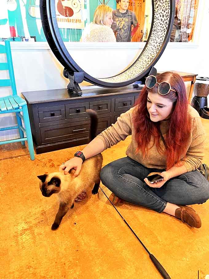 A moment of connection unfolds as a visitor gently strokes a Siamese cat, demonstrating why these interactions soothe the human soul.
