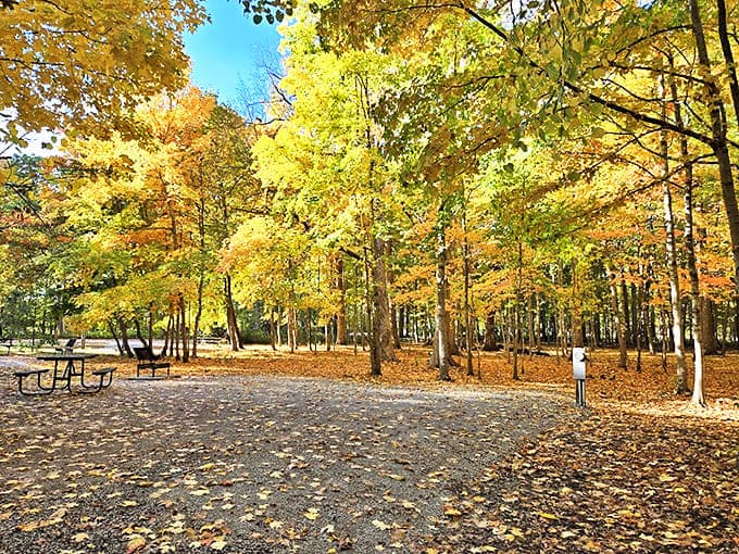 Fall transforms ordinary campsites into golden-hued retreats where even checking email seems like sacrilege.
