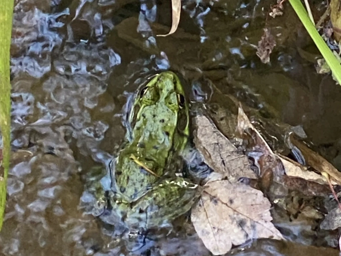 "Excuse me, I live here!" A local resident poses for an impromptu portrait in his natural habitat.