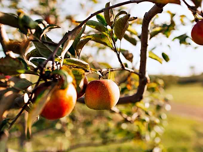 Sunlight plays through the leaves, highlighting apples still on the branch &ndash; nature's way of saying "pick me!" to passing orchard visitors.