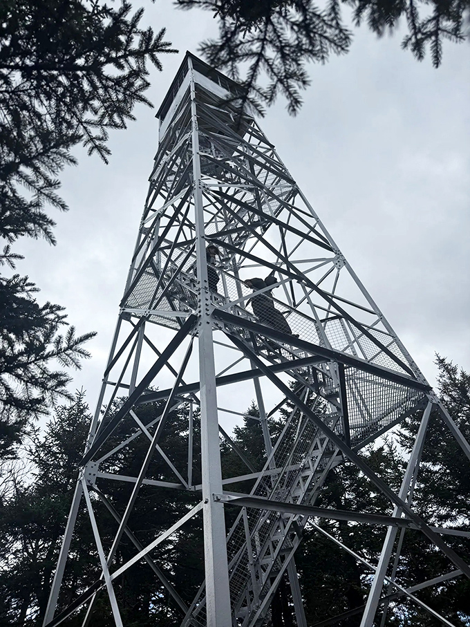 From below, the tower's geometric silhouette challenges the organic forest around it&mdash;a human exclamation point in nature's paragraph.