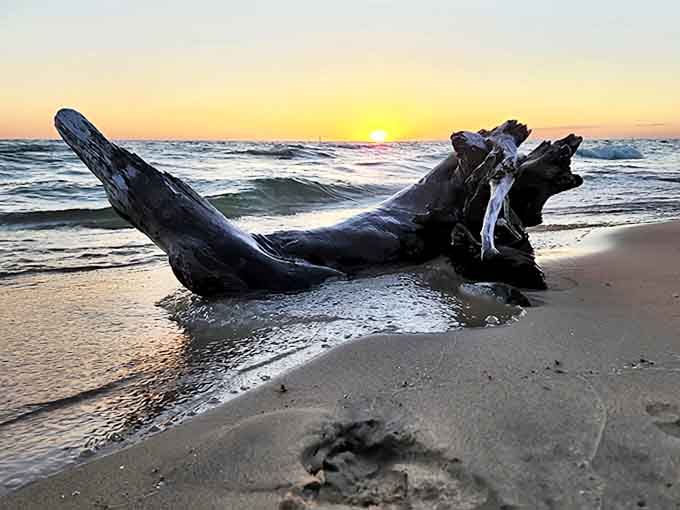 Driftwood sculpture courtesy of Lake Michigan – this natural art installation changes with each storm and season.