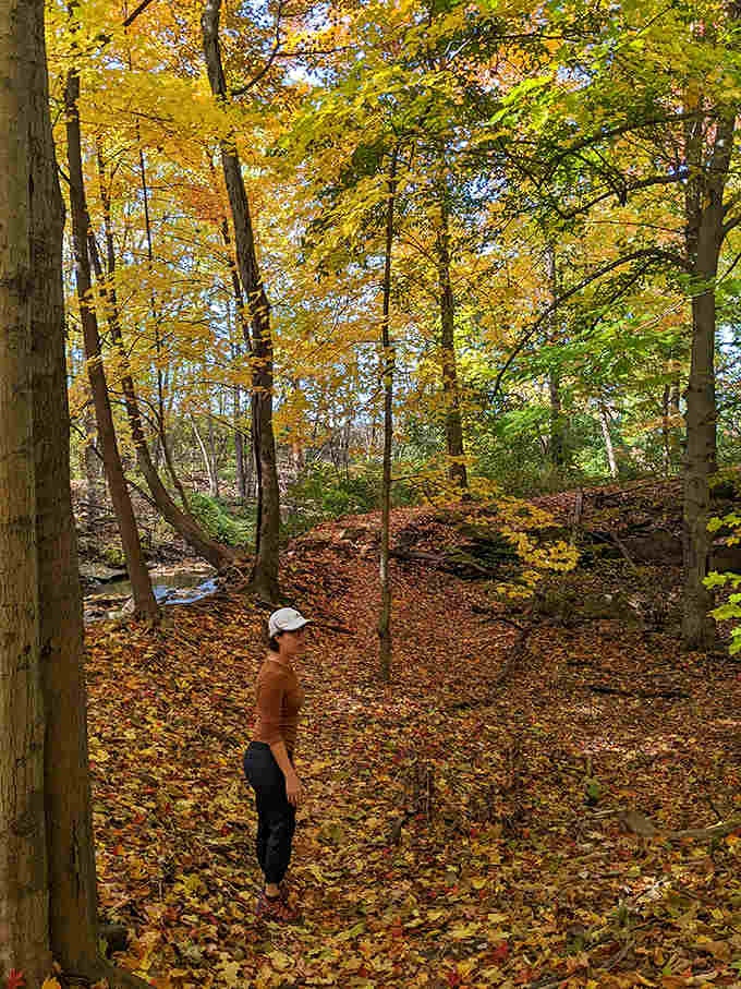 Autumn's golden confetti carpets the forest floor &ndash; Mother Nature's way of celebrating another year of growth.
